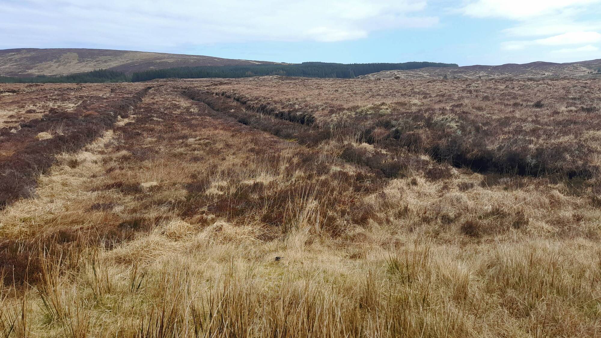 The long lives and troubled times of our bogs - opinion - Western People