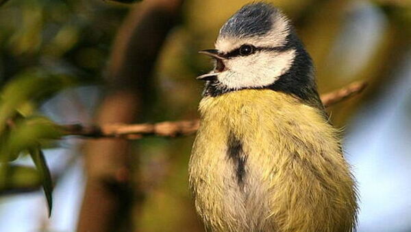The Dawn Chorus to air this Sunday on RTÉ Radio 1 and lyric fm ...